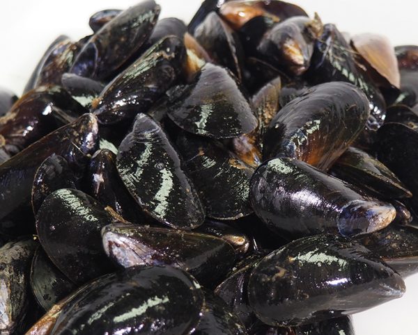 Live Rope-Grown Mussels (Prince Edward Island) • Harbor Fish Market