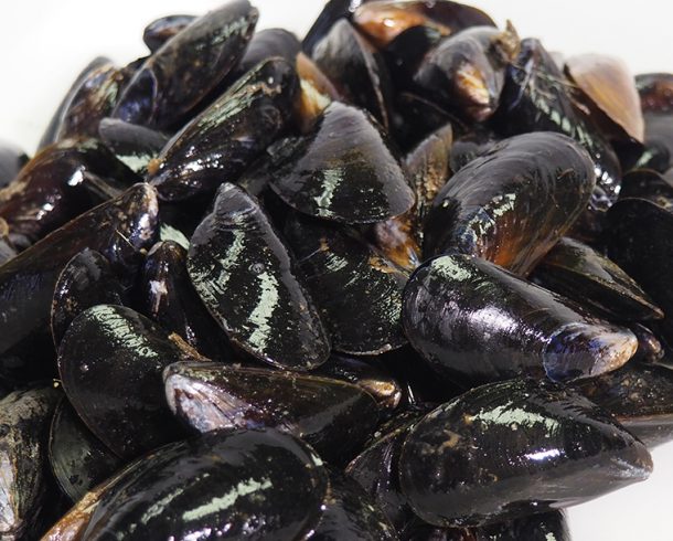 Live Rope-Grown Mussels (Prince Edward Island) • Harbor Fish Market