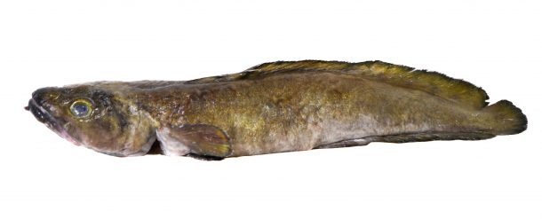 cusk • Harbor Fish Market