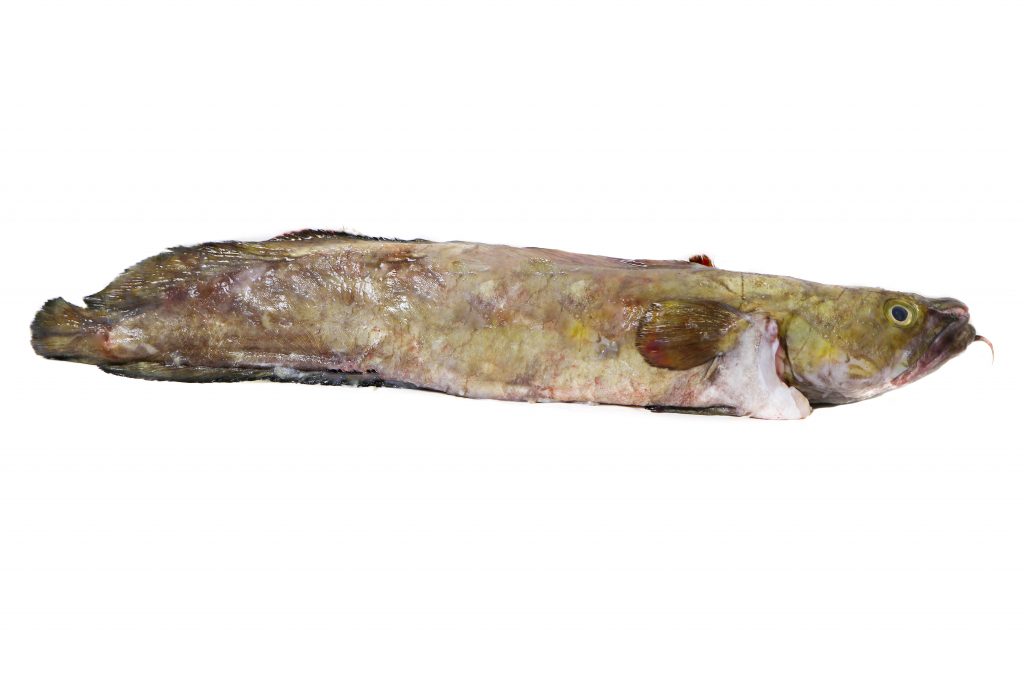 Cusk: An Under Appreciated Whitefish • Harbor Fish Market