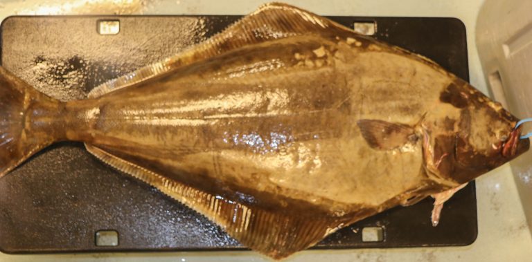 Halibut: The Largest Flatfish • Harbor Fish Market