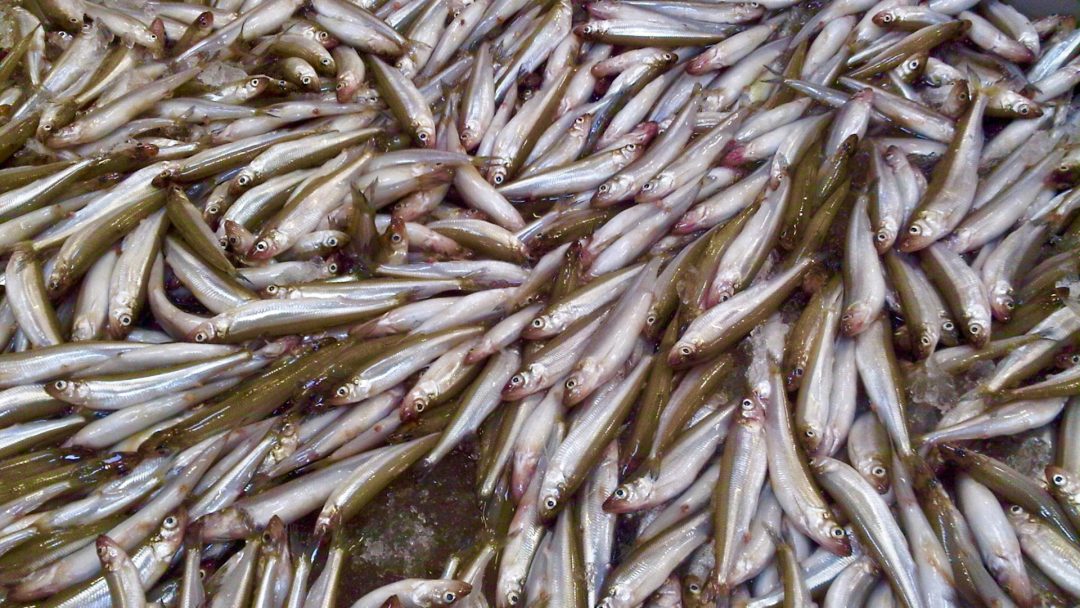 Have you ever ‘smelt’ a smelt? • Harbor Fish Market