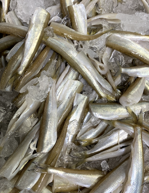 Fresh Smelts • Harbor Fish Market