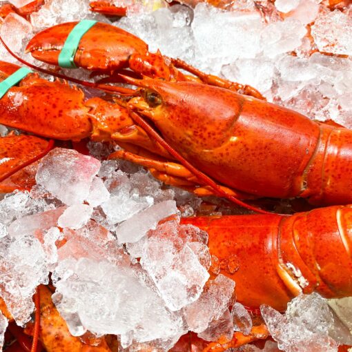 Fresh Maine Lobster Meat • Harbor Fish Market